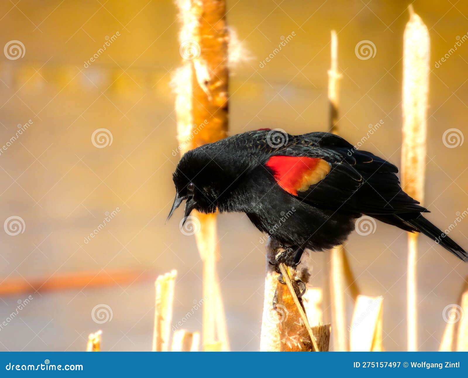 Red Winged Blackbird Singing Stock Image - Image of wildlife, orange ...