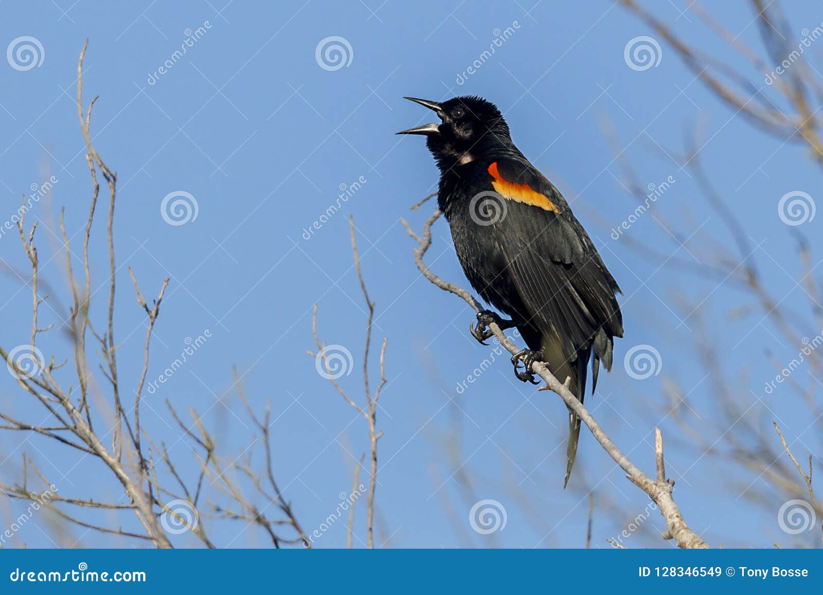 Red-Winged Blackbird Singing Stock Image - Image of perched, avian ...