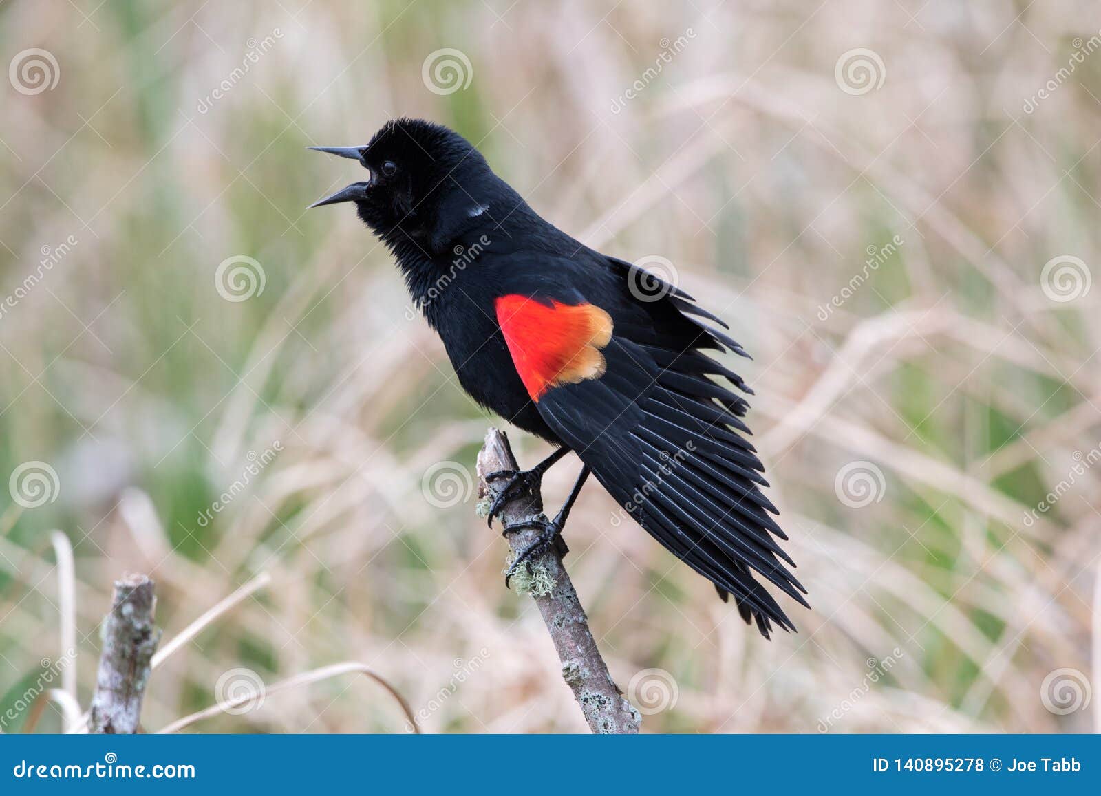 Red Winged Blackbird Singing a Song. Stock Photo - Image of wing ...