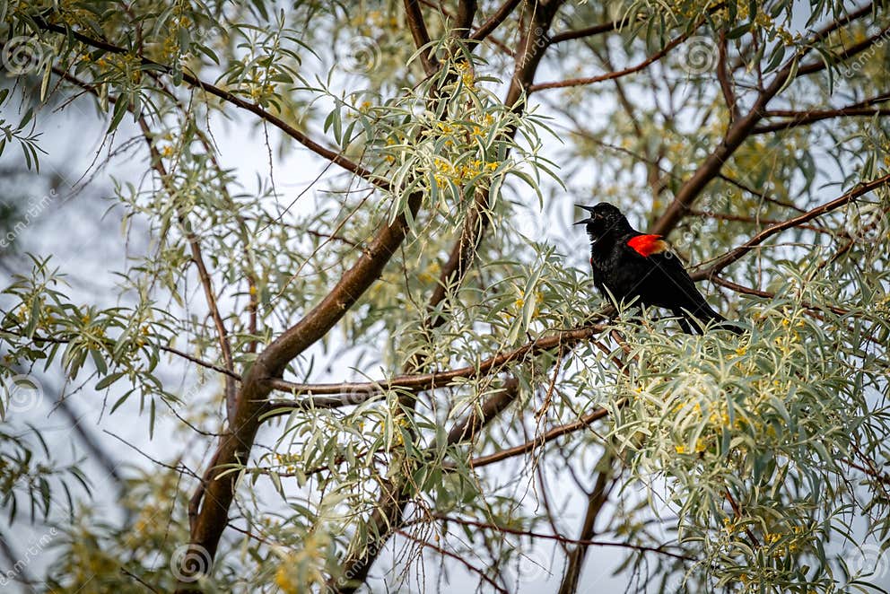 Red Winged Blackbird on a Tree Perch Stock Photo - Image of nampa, pond: 327208896