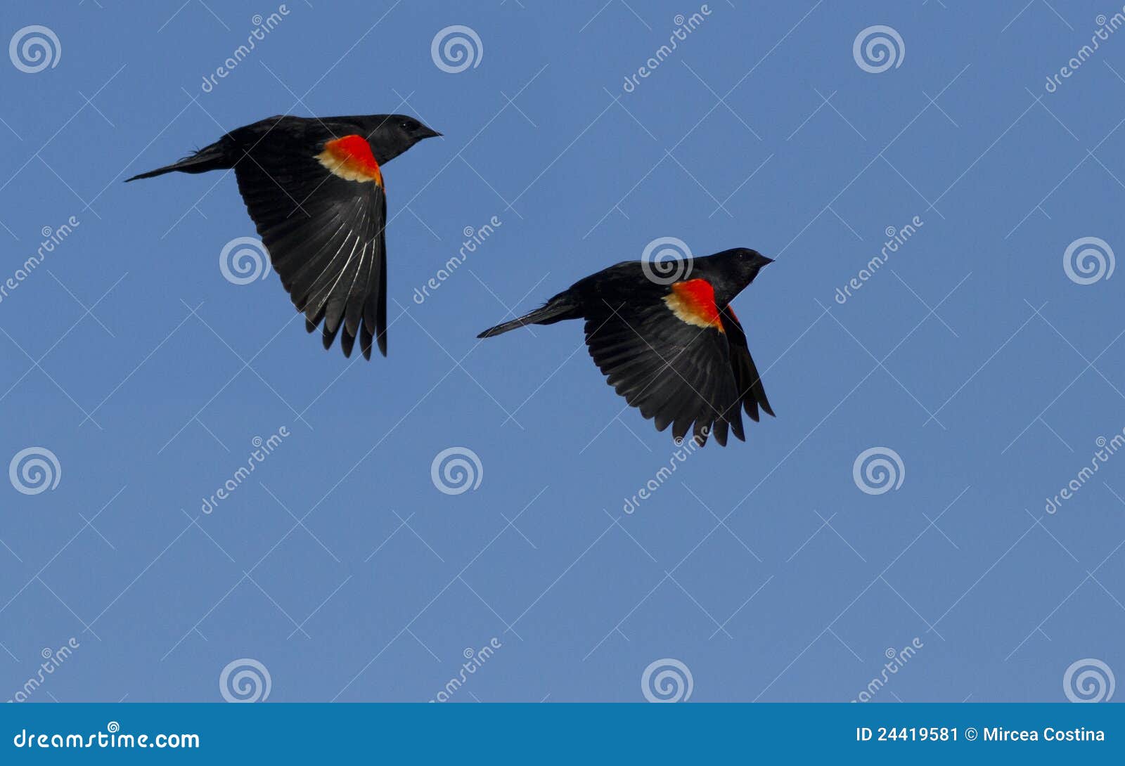 Red Winged Blackbirds in Flight Stock Image - Image of birding, scream ...