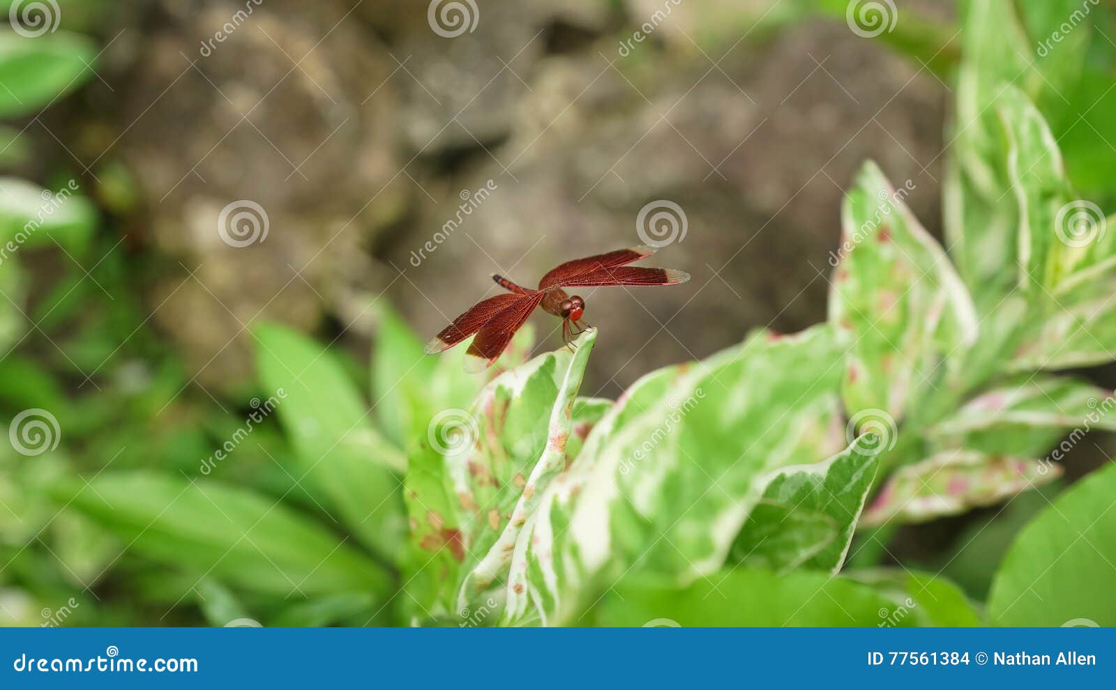 Red Winged Dragonfly stock photo. Image of closeup, wildlife - 77561384