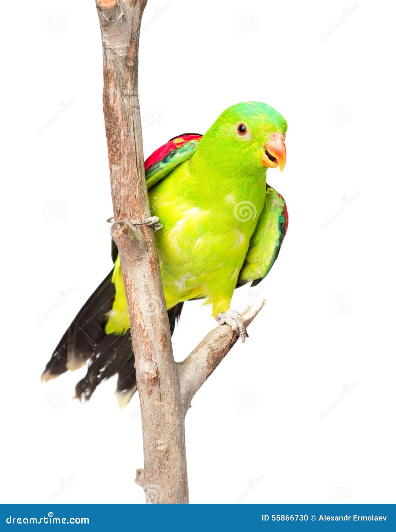 Red-Winged Parrot (Aprosmictus Erythropterus) in Front. Isolated Stock ...