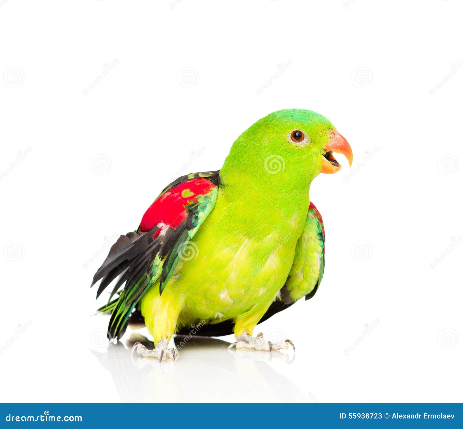 Red-Winged Parrot (Aprosmictus Erythropterus) in Front . Isolated Stock ...