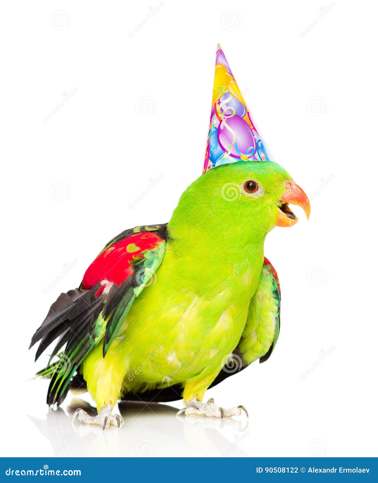 Red-Winged Parrot in Birthday Hat Looking at Camera . Isolated on White ...