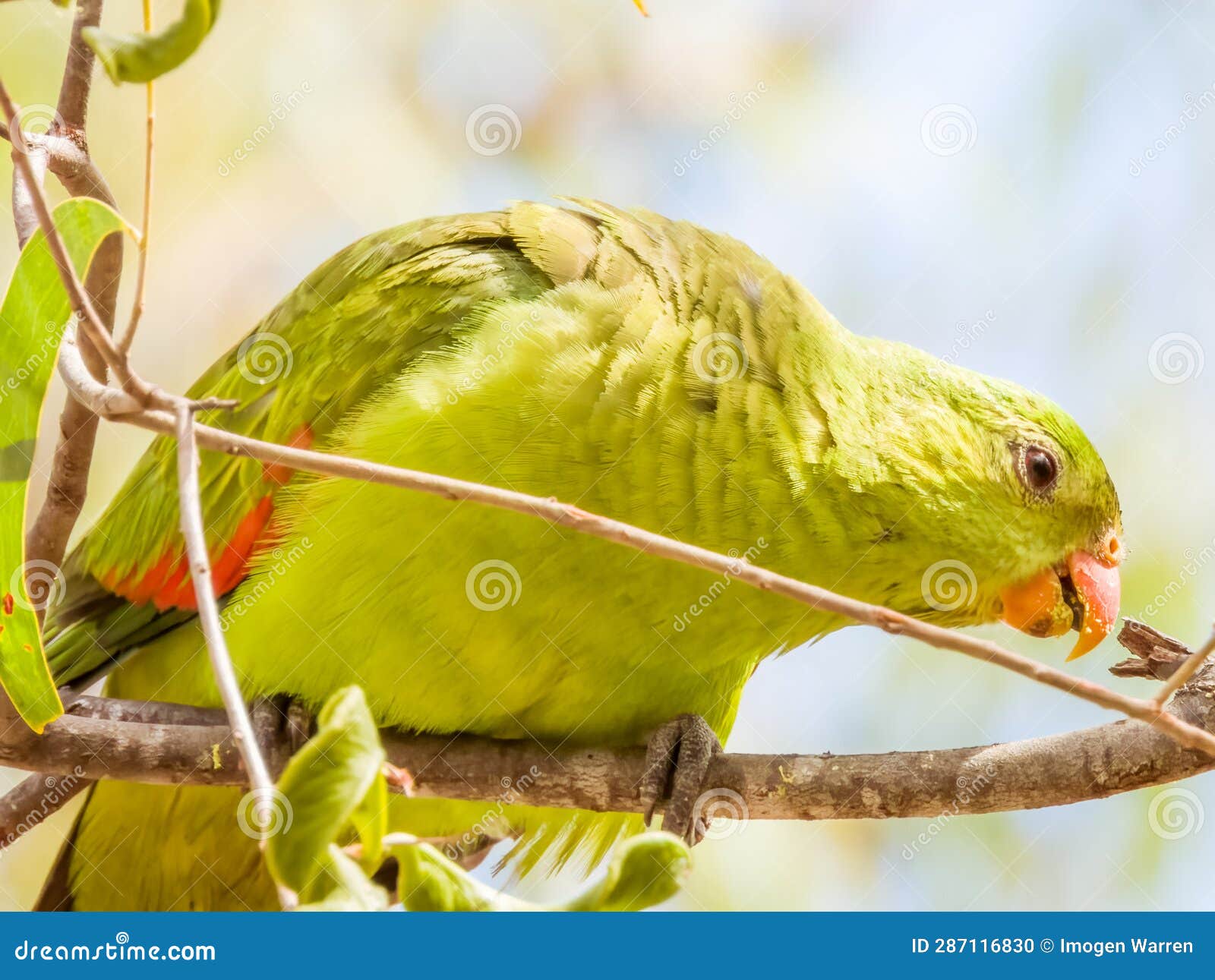 Red-winged Parrot in Queensland Australia Stock Photo - Image of native ...