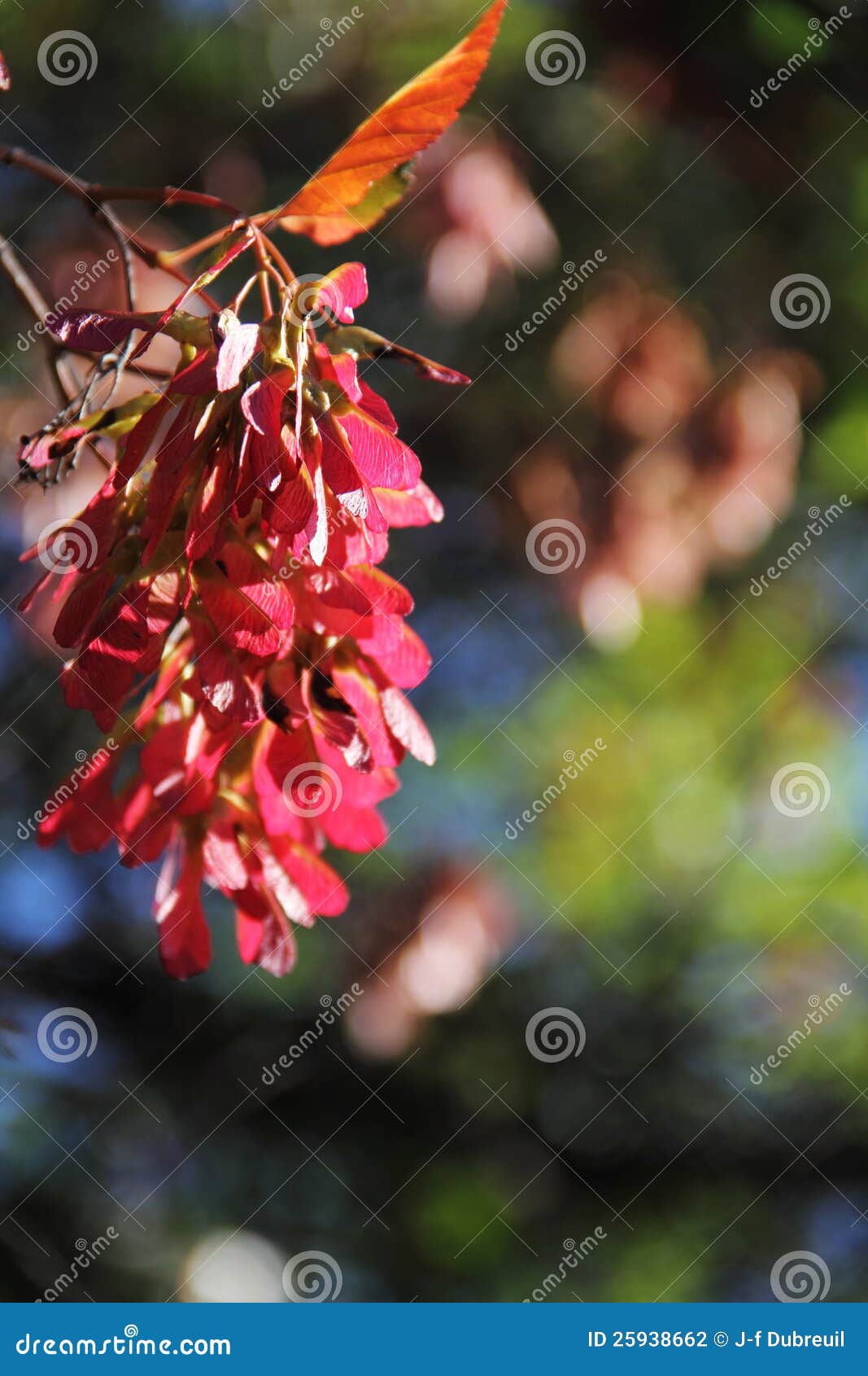 Red Winged Seeds Cluster stock photo. Image of maple - 25938662
