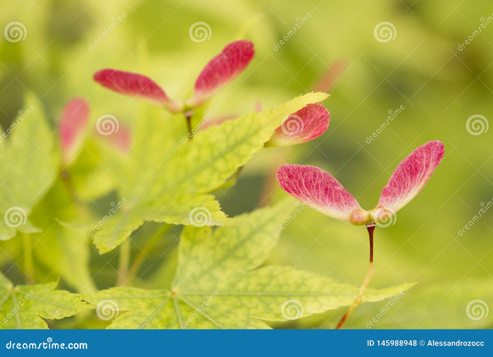 Red Winged Seeds of Japanese Maple Tree Stock Photo - Image of fruit ...