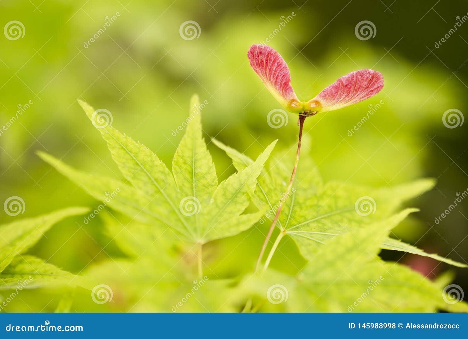 Red Winged Seeds of Japanese Maple Tree Stock Photo - Image of momiji ...