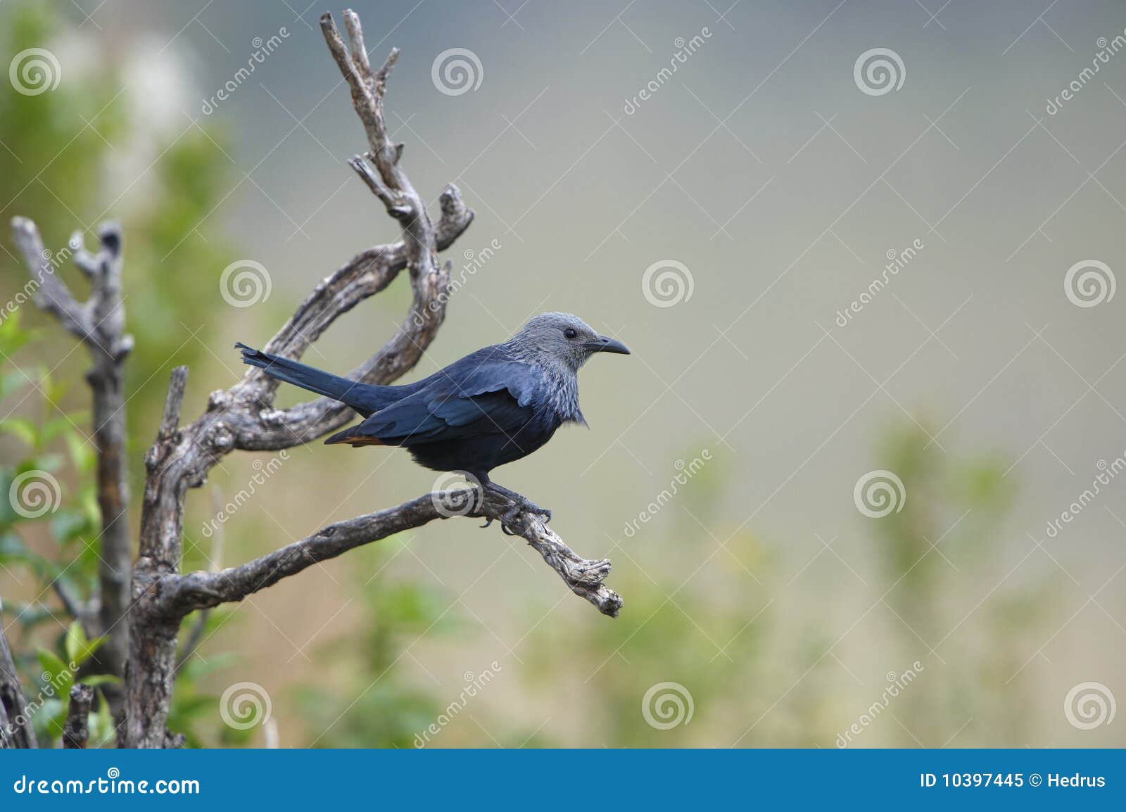 Red-winged Starling stock image. Image of onychognathus - 10397445