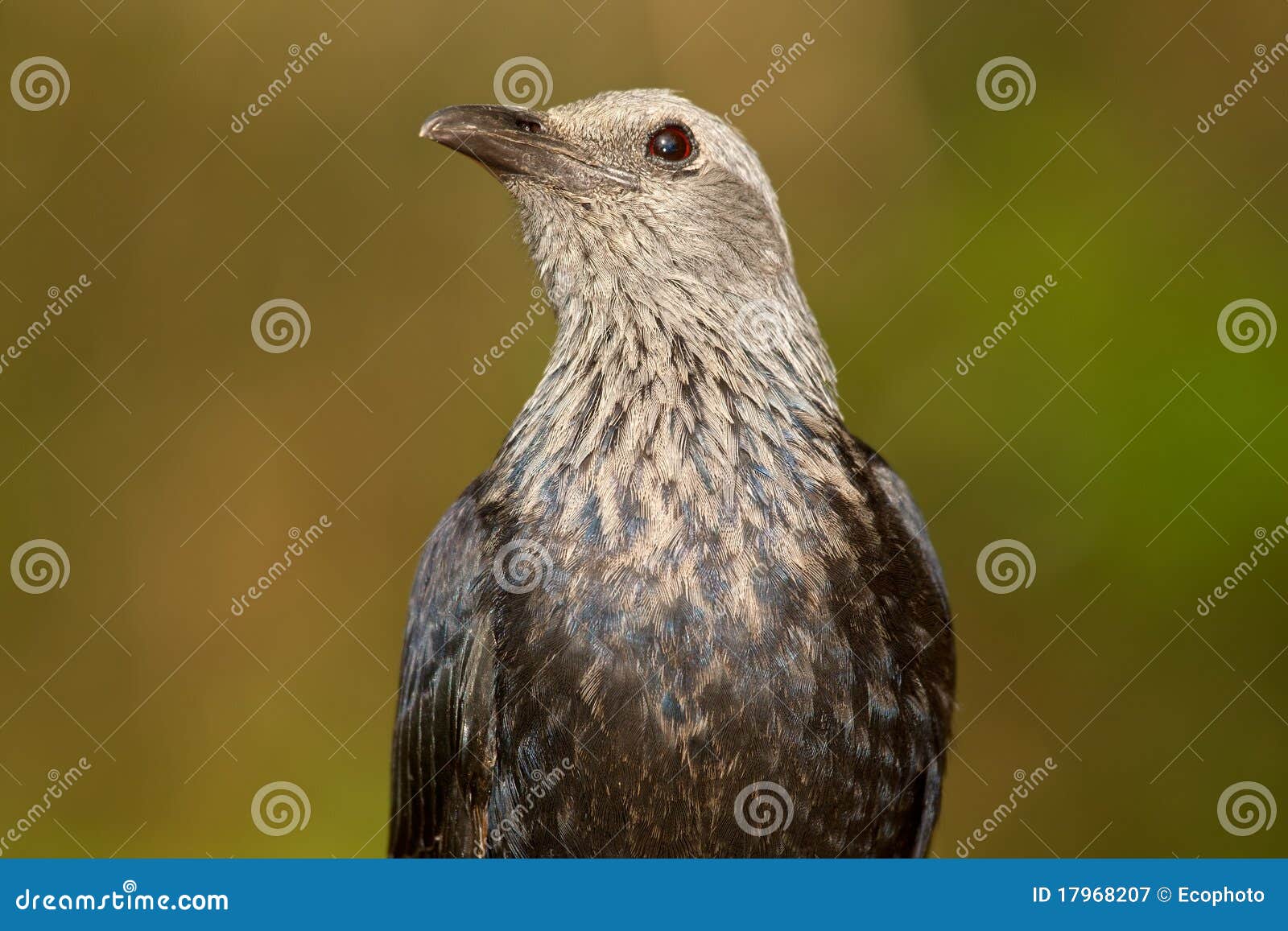Red-winged starling stock image. Image of african, starling - 17968207