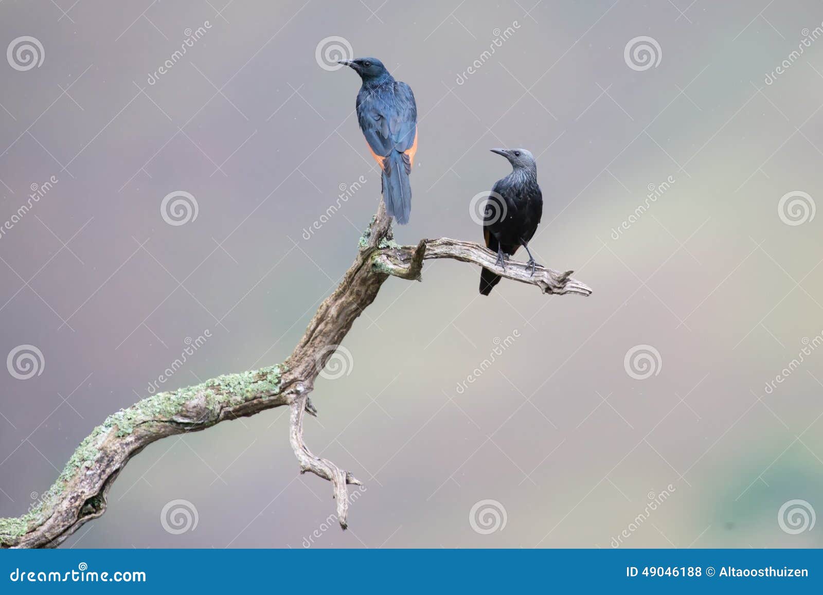 Red-winged Starling Pair Sit on Dry Branch with Spread Wings Stock ...