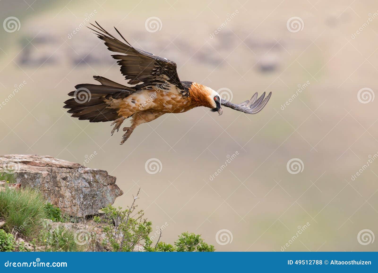 Red-winged Starling Pair Sit on Dry Branch with Spread Wings Stock ...