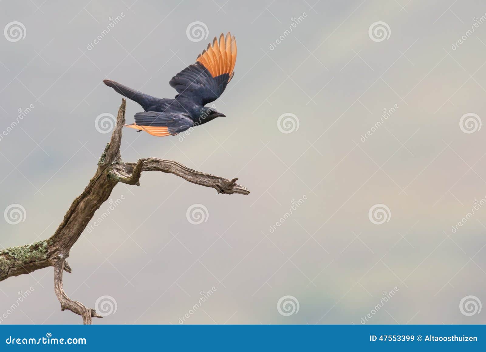 Flight Red Starling Winged Stock Photos - Free & Royalty-Free Stock ...