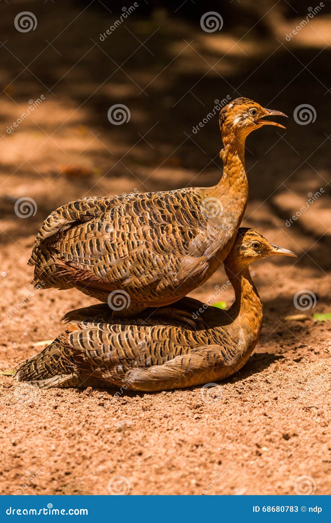Red-winged Tinamou Perched on Back of Another Stock Image - Image of ...