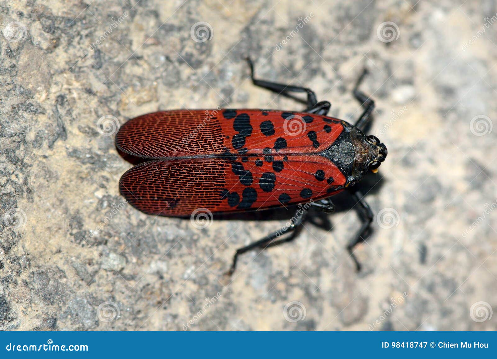 Red winged wax cicadas stock image. Image of wild, spot - 98418747