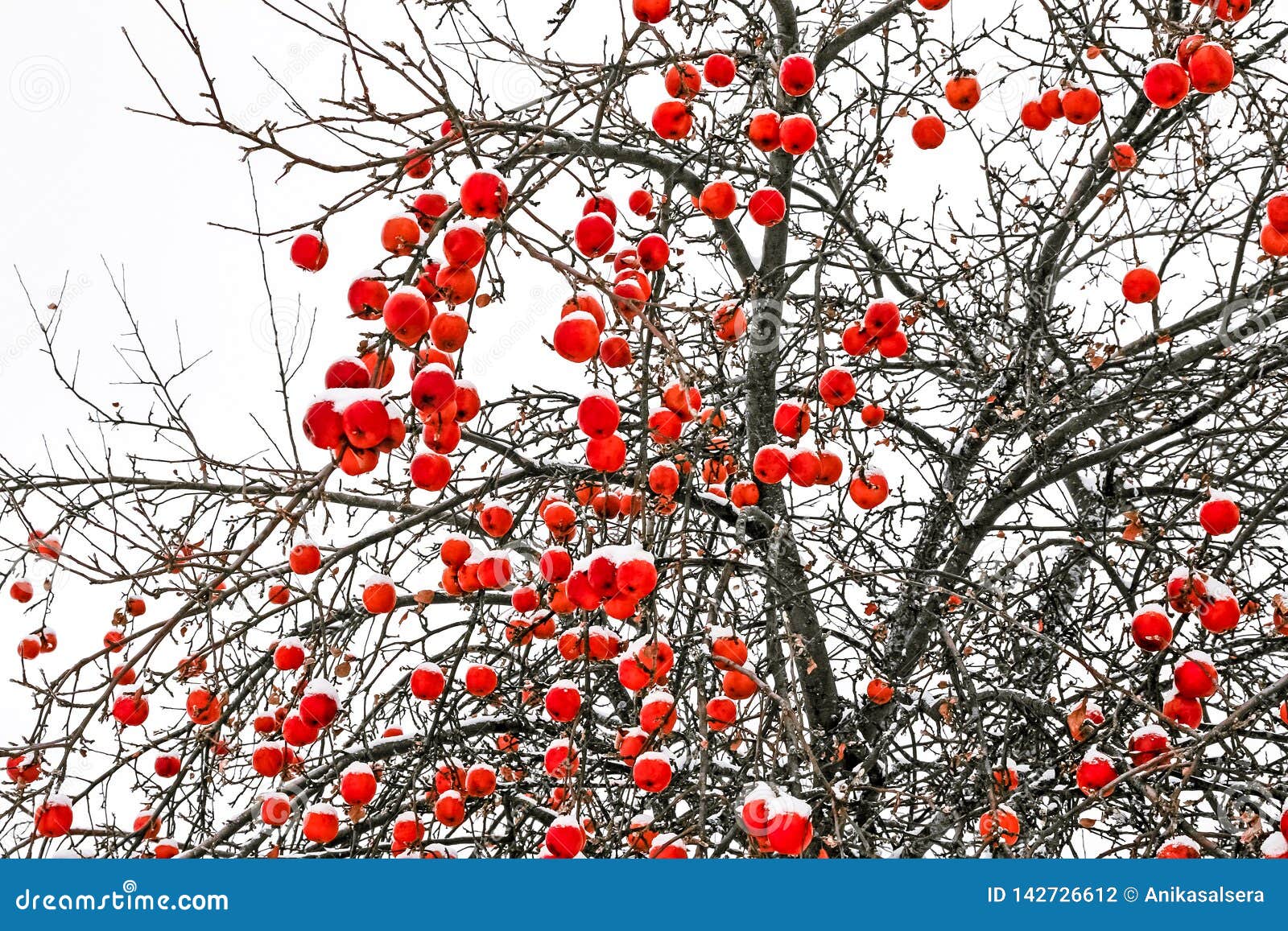 Red winter apples stock photo. Image of scandinavian - 142726612