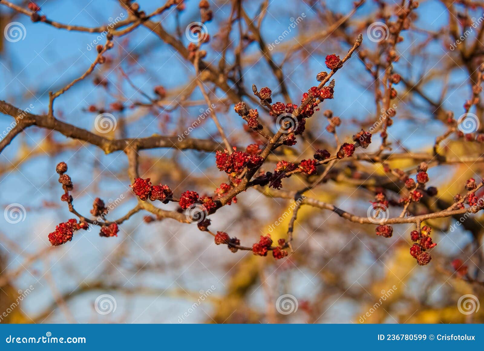 Red winter bud stock image. Image of nature, weather - 236780599