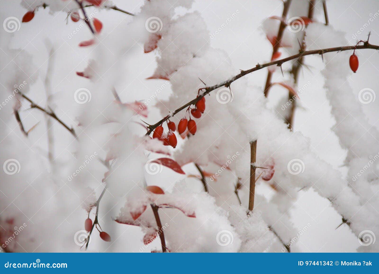 Red Winter Fruits Under the Snow Stock Photo - Image of cold, plant ...