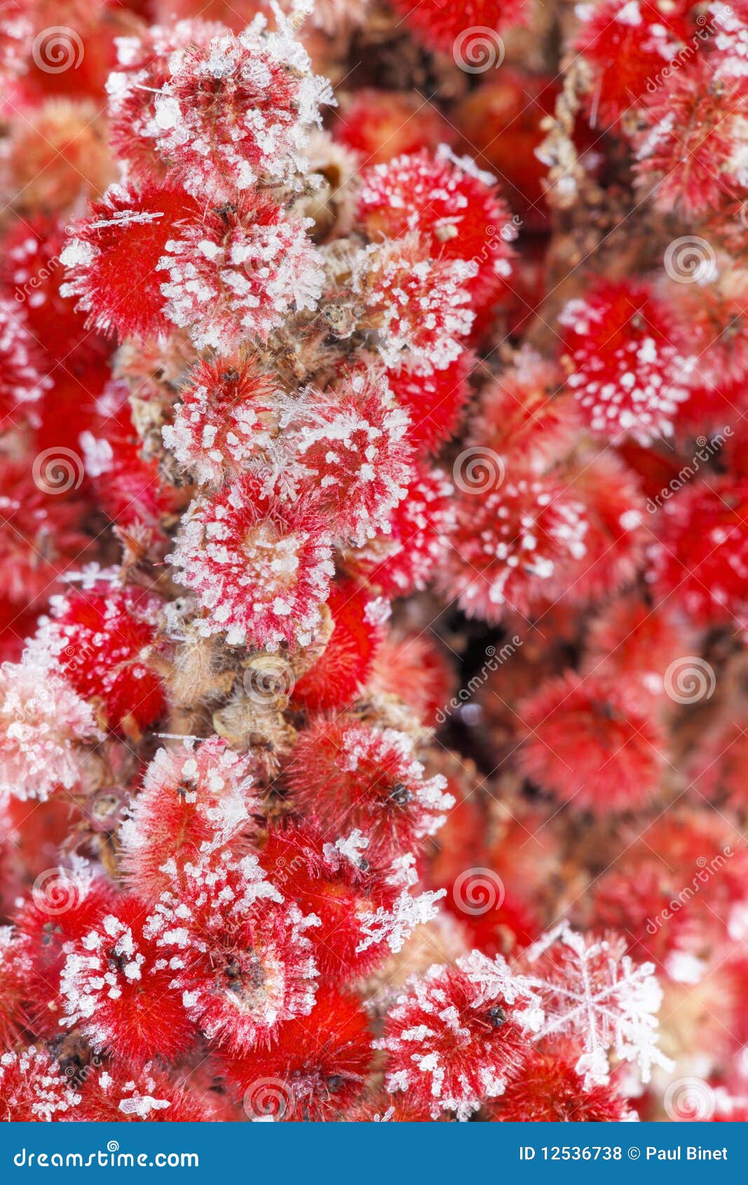 Red winter vegetation stock photo. Image of outdoor, nature - 12536738