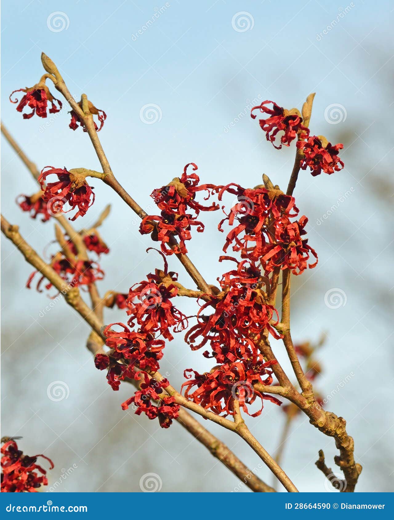 Red Witch Hazel stock photo. Image of fragrant, branch - 28664590