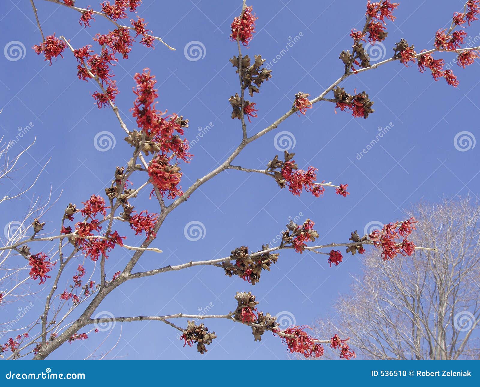 Red witchhazel stock photo. Image of trees, plants, blue - 536510