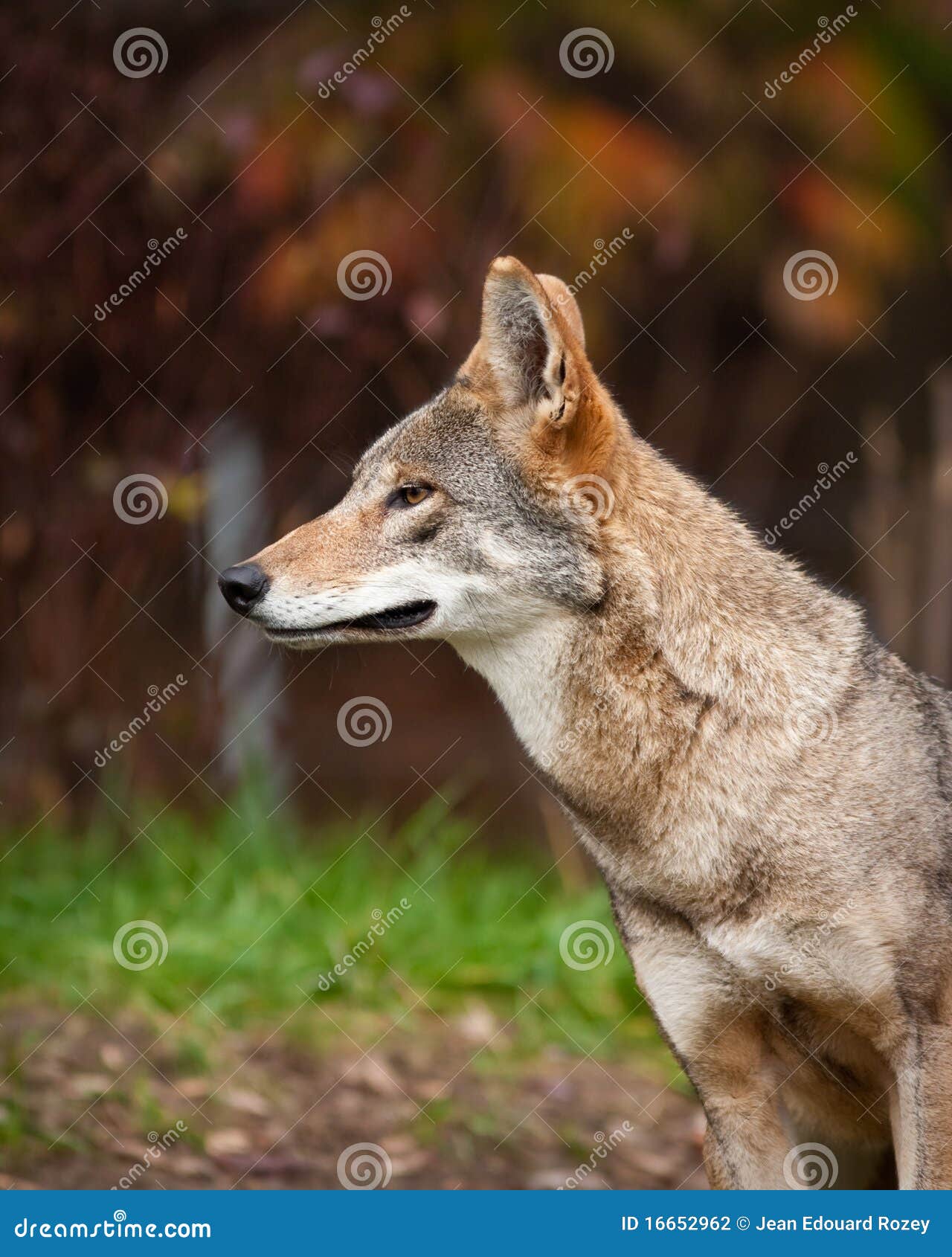 Red wolf stock photo. Image of pack, canine, wild, wolf - 16652962