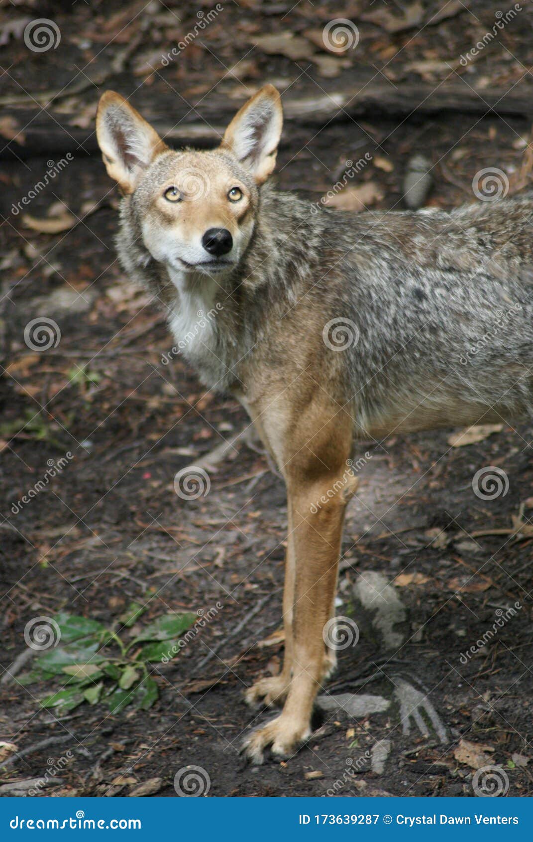 Red Wolf stock image. Image of virginia, rufus, wolf - 173639287