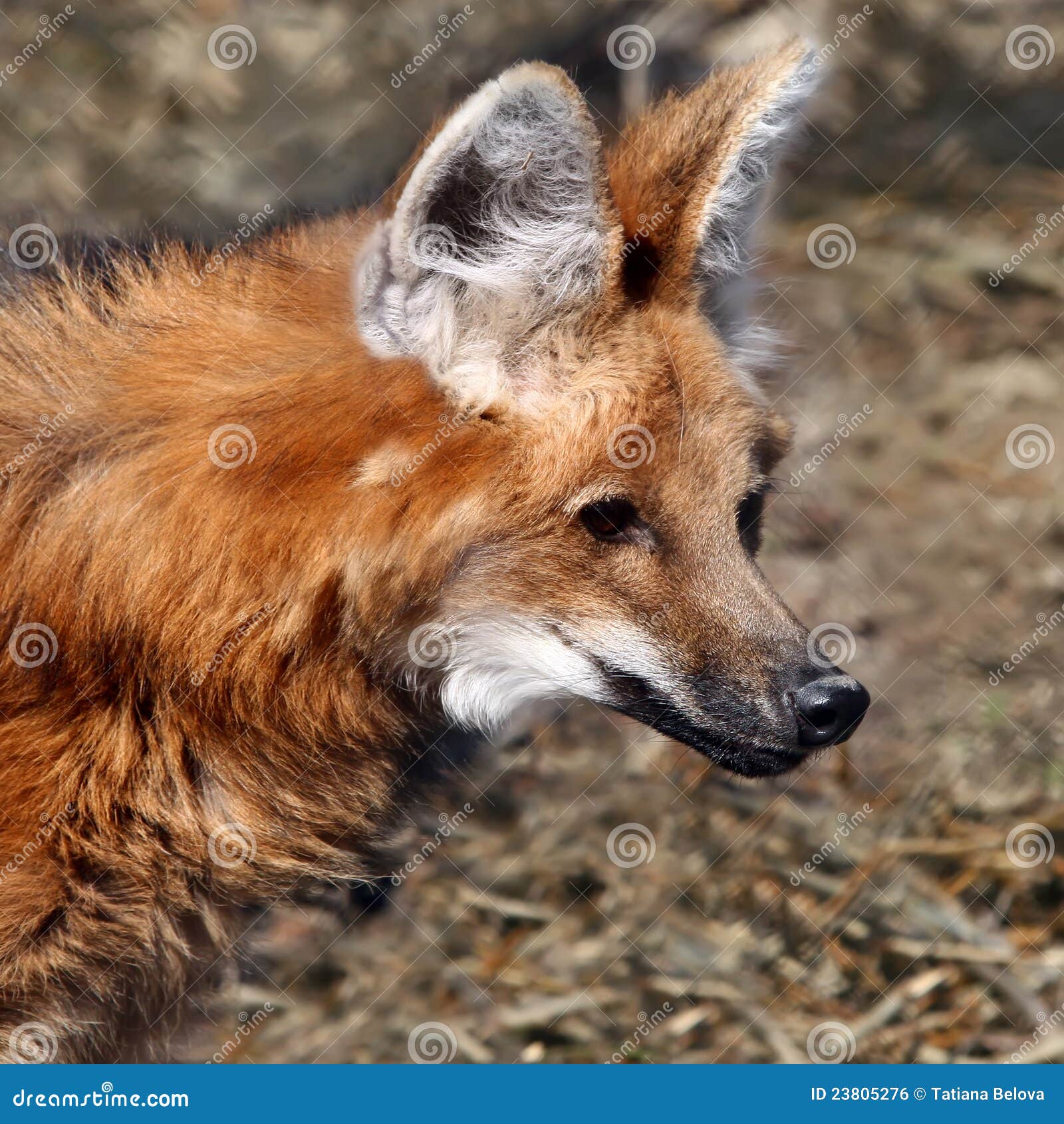 3,473 Red Wolf Portrait Photos - Free & Royalty-Free Stock Photos from ...