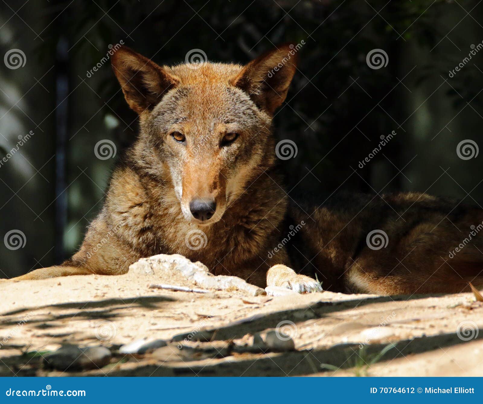Red Wolf stock photo. Image of eastern, wild, critically - 70764612