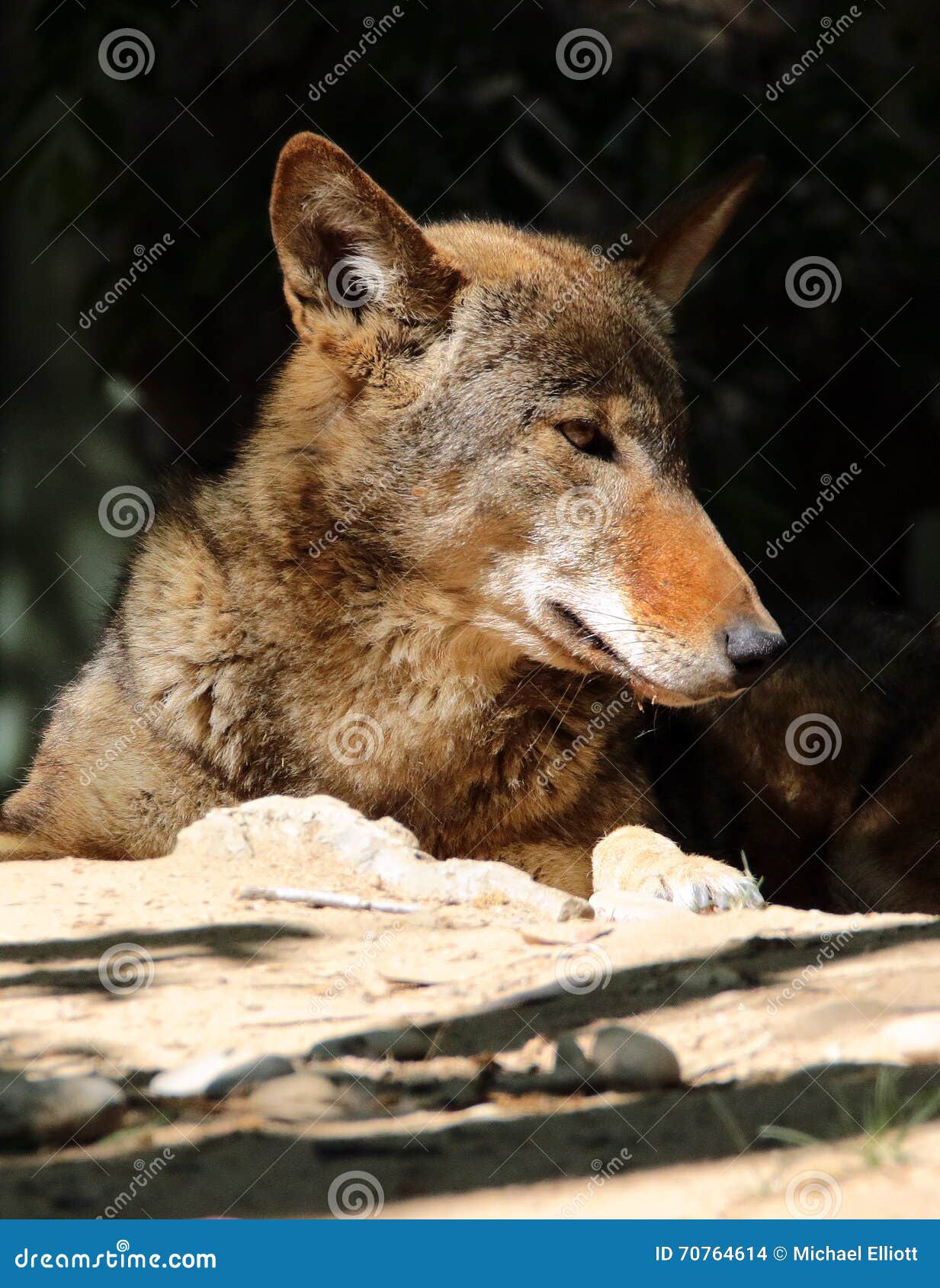 Red Wolf stock photo. Image of wild, wolf, extinct, rufus - 70764614