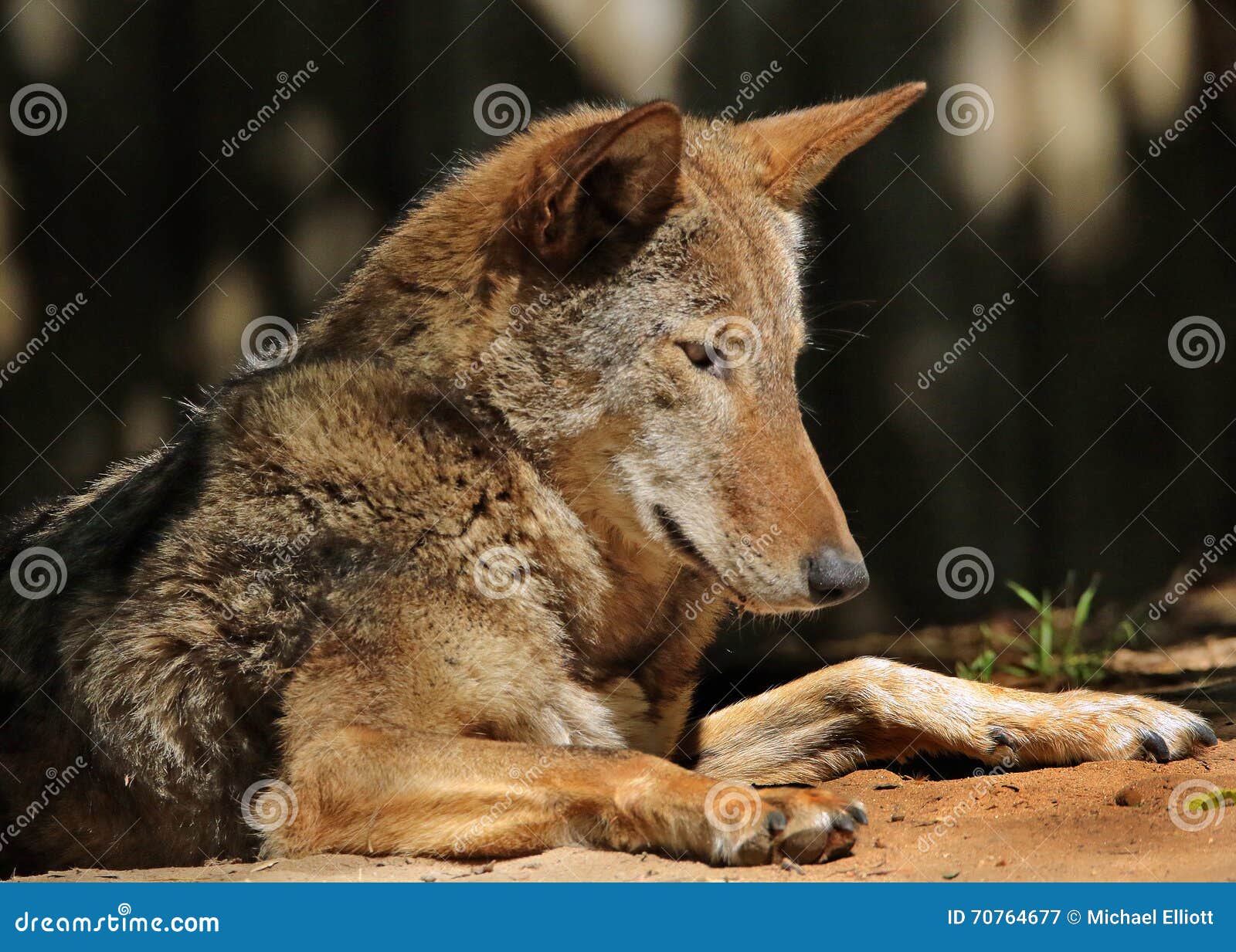 Red Wolf stock image. Image of rufus, captive, extinct - 70764677