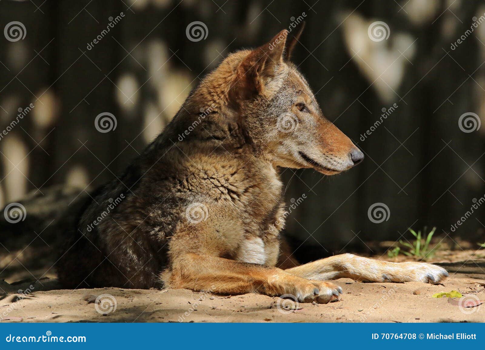 Red Wolf stock photo. Image of lupus, face, buckskinman - 70764708