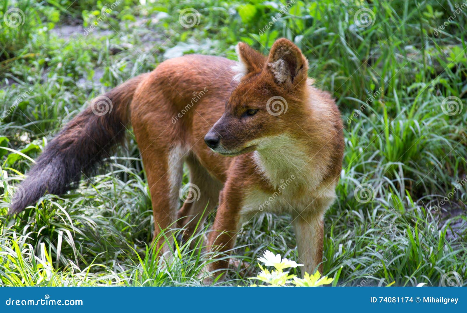 Red wolf stock photo. Image of endangered, perilous, portrait - 74081174