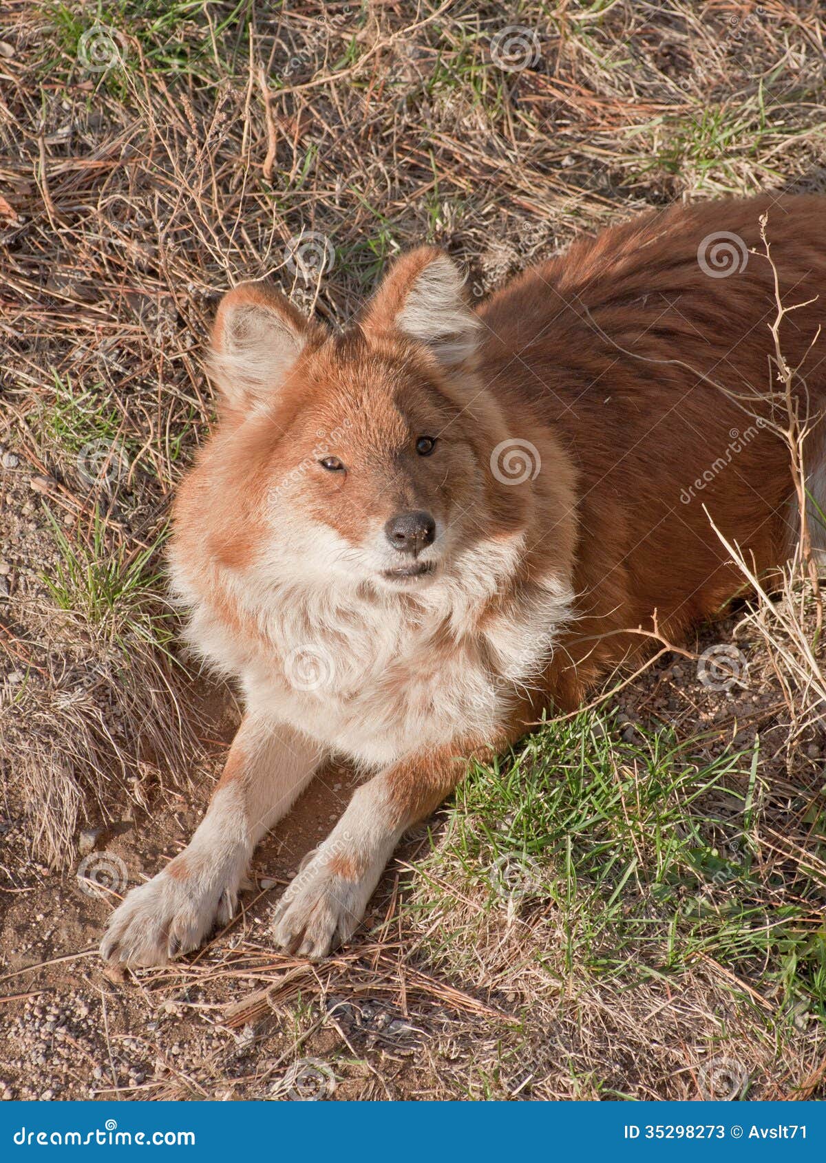 Red wolf stock image. Image of hair, hunter, animal, nocturnal - 35298273
