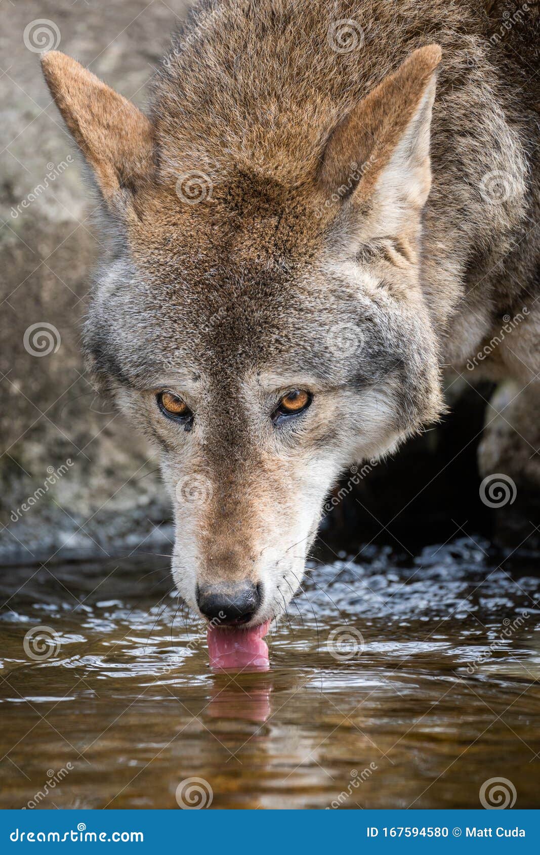Wolf Drinking Stock Photos - Download 208 Royalty Free Photos