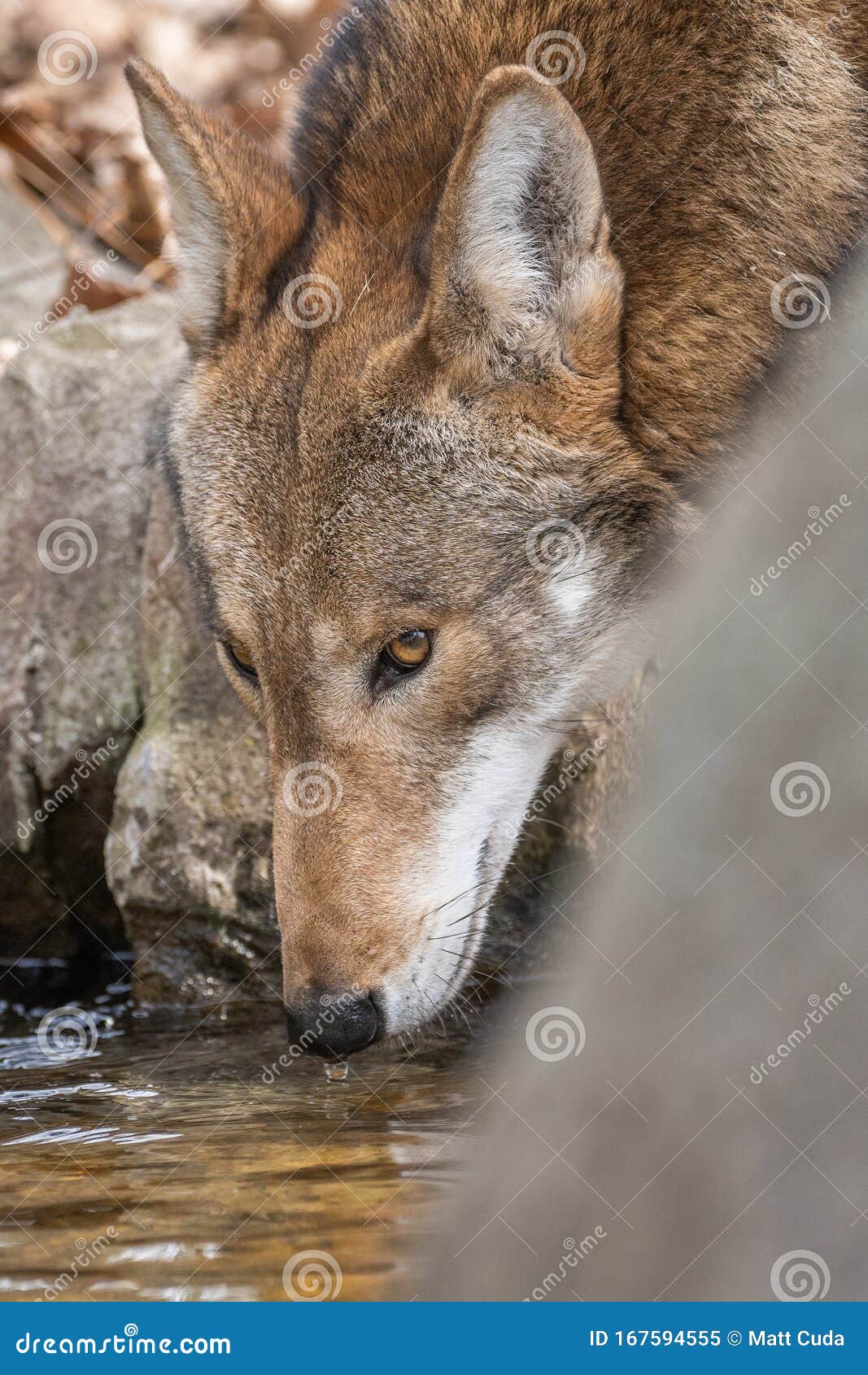 Red Wolf Drinking stock image. Image of stream, wolf - 167594555