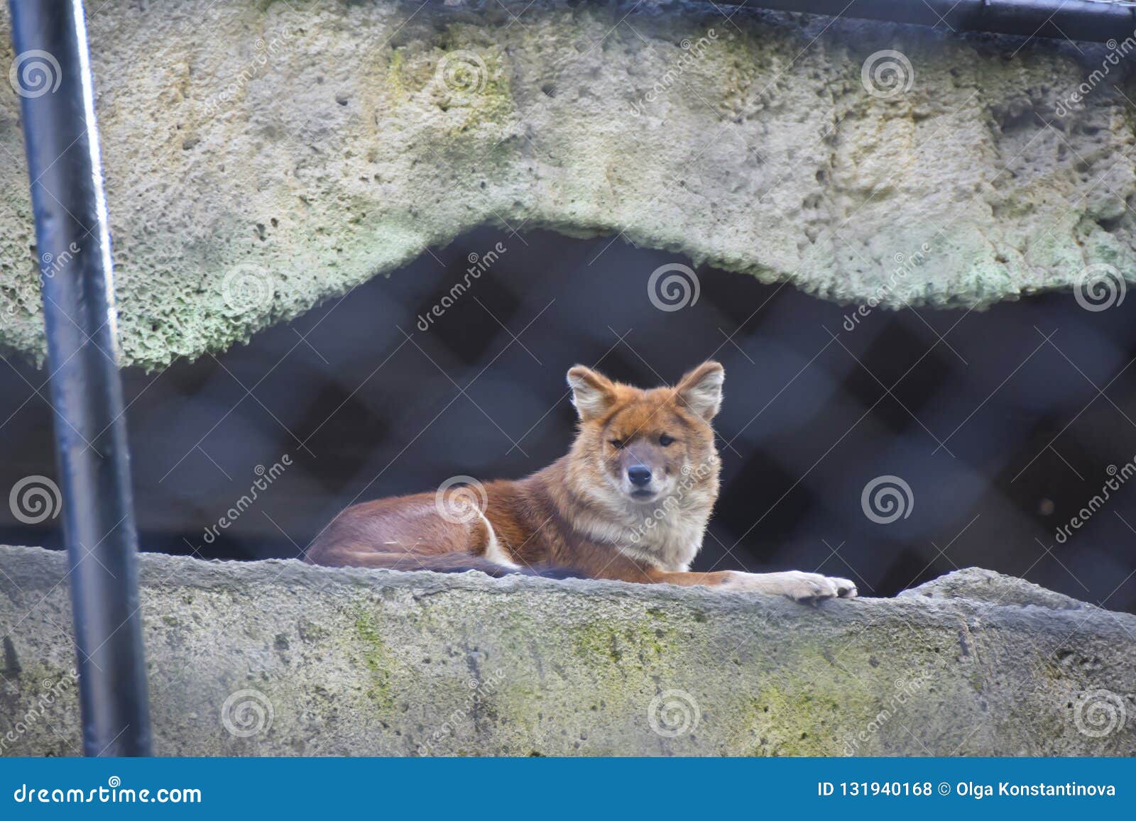 A Red Wolf Fox Sits on a Rock in a Zoo through a Trellis Bokeh Stock ...