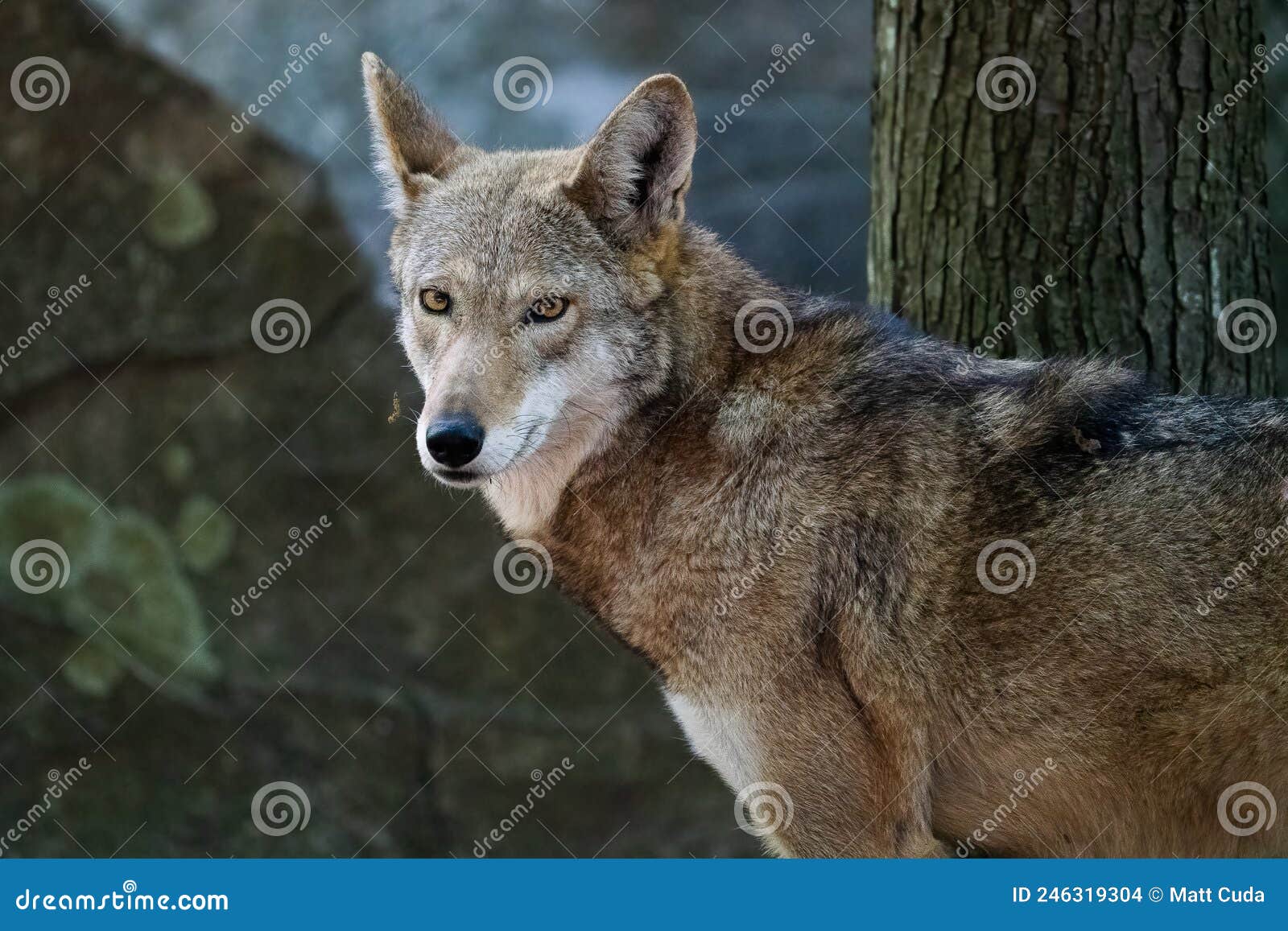 A Red Wolf with an Intense Look Stock Photo - Image of beautiful ...