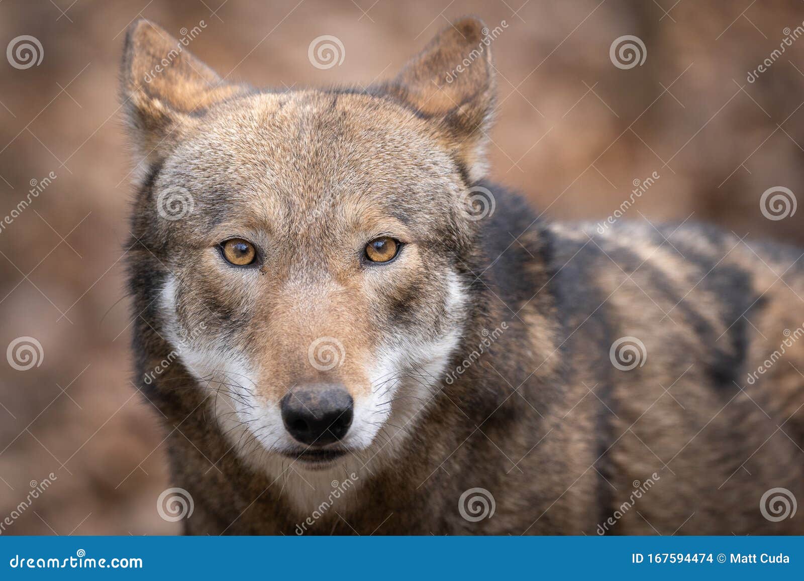 Red Wolf stock photo. Image of carolina, wolf, sized - 167594474