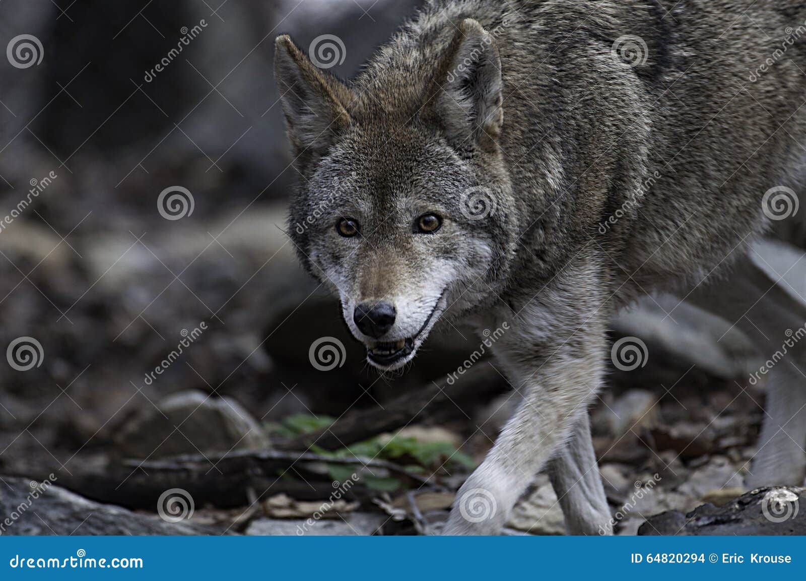 Red Wolf stock photo. Image of canine, north, mammal - 64820294