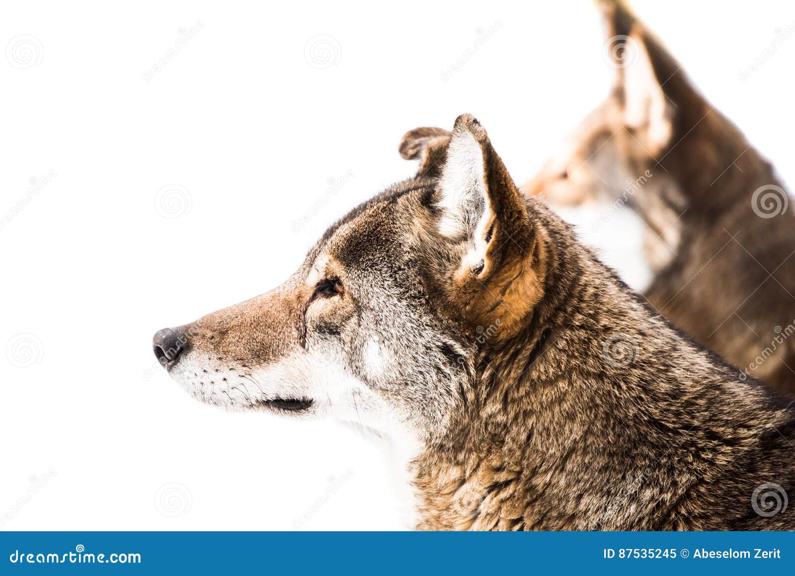 Red Wolf Pair in Snow II stock image. Image of snowy - 87535245