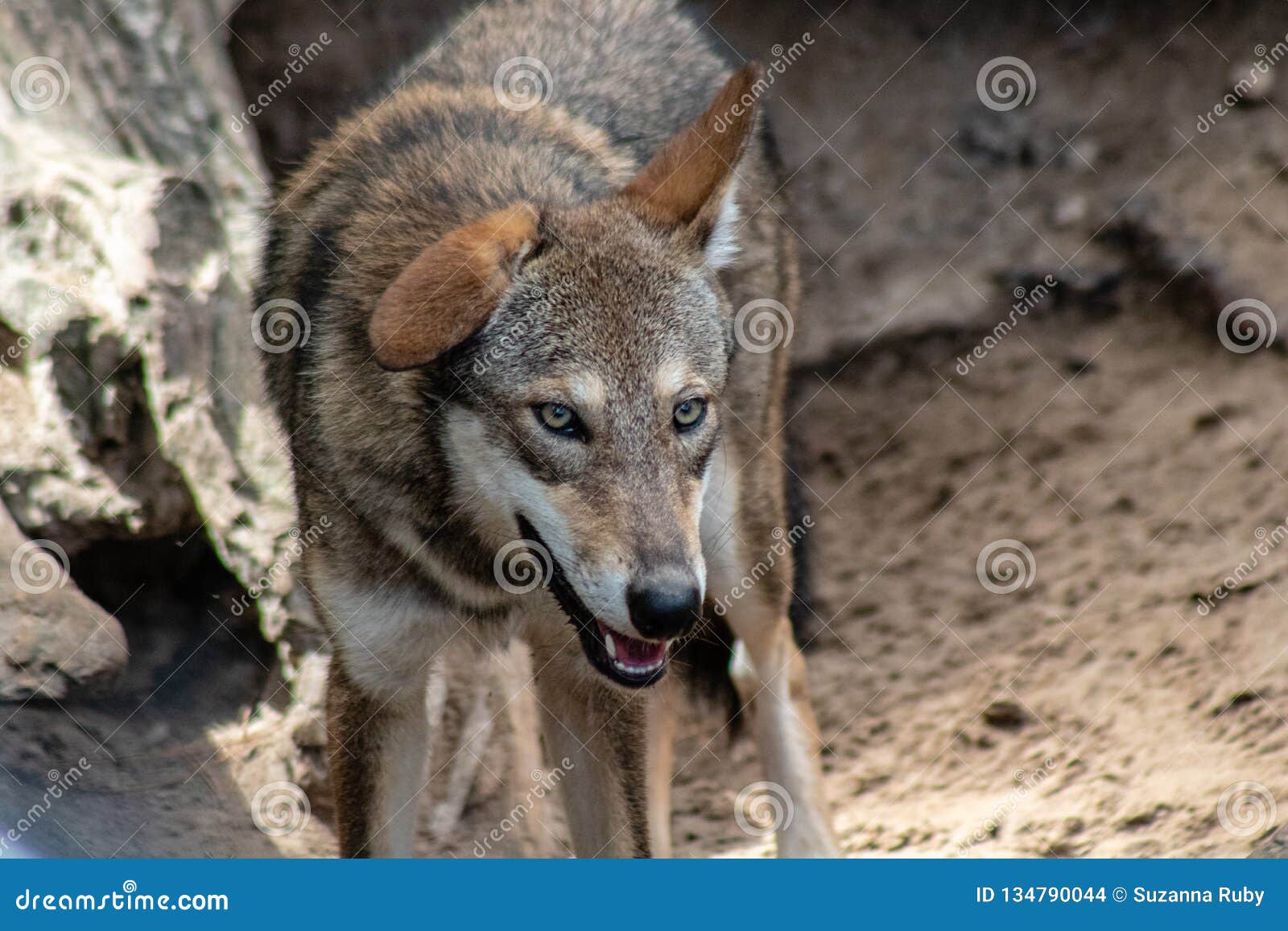 Red wolf stock photo. Image of gray, nature, ears, hairy - 134790044