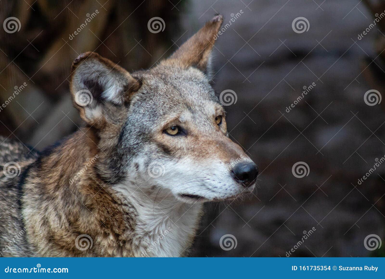 Red wolf stock photo. Image of ears, face, furry, canine - 161735354