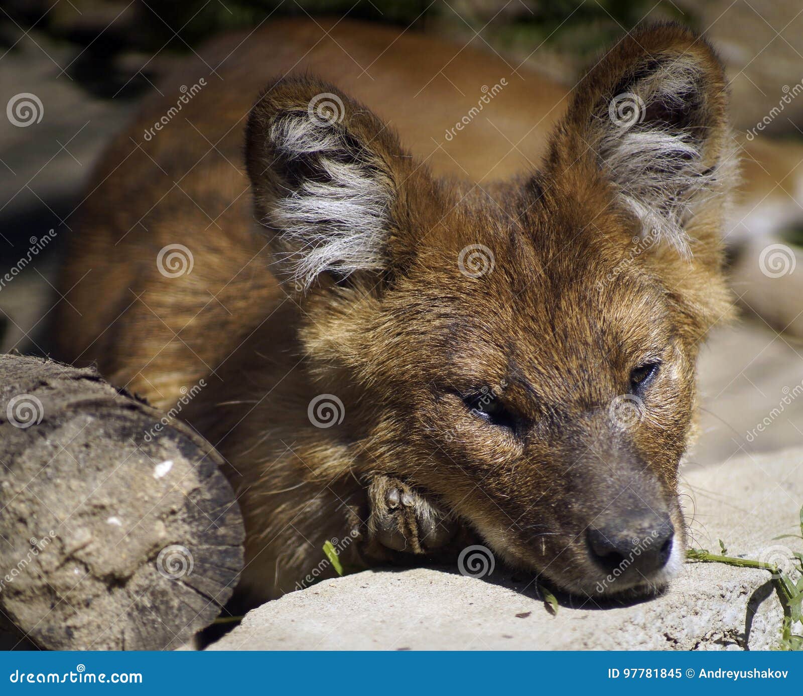 Red Wolf Portrait stock image. Image of wild, portrait - 97781845