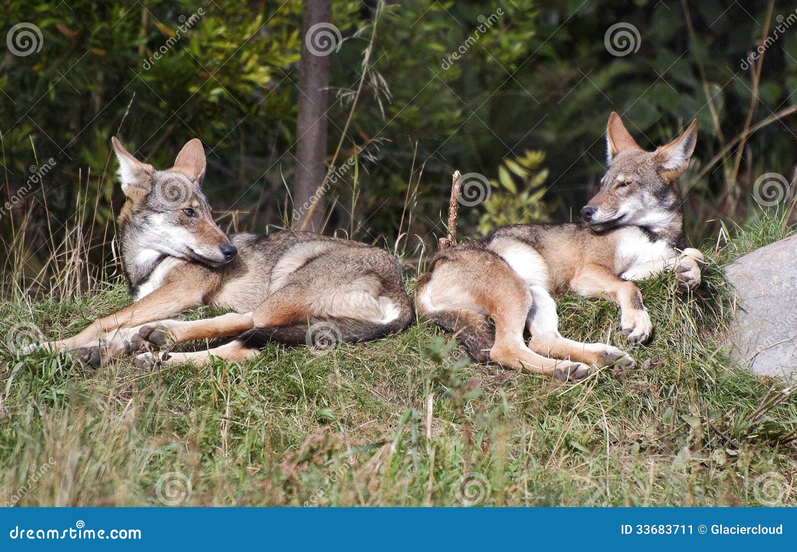 Red wolf pups stock image. Image of casual, wildlife - 33683711