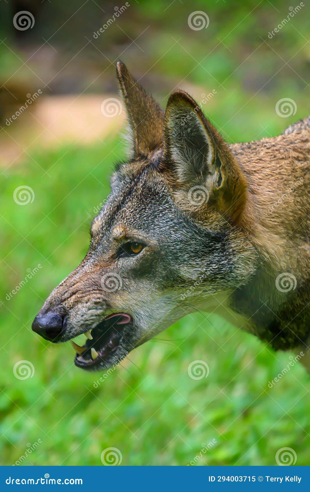 Red wolf stock image. Image of predatory, defensive - 294003715