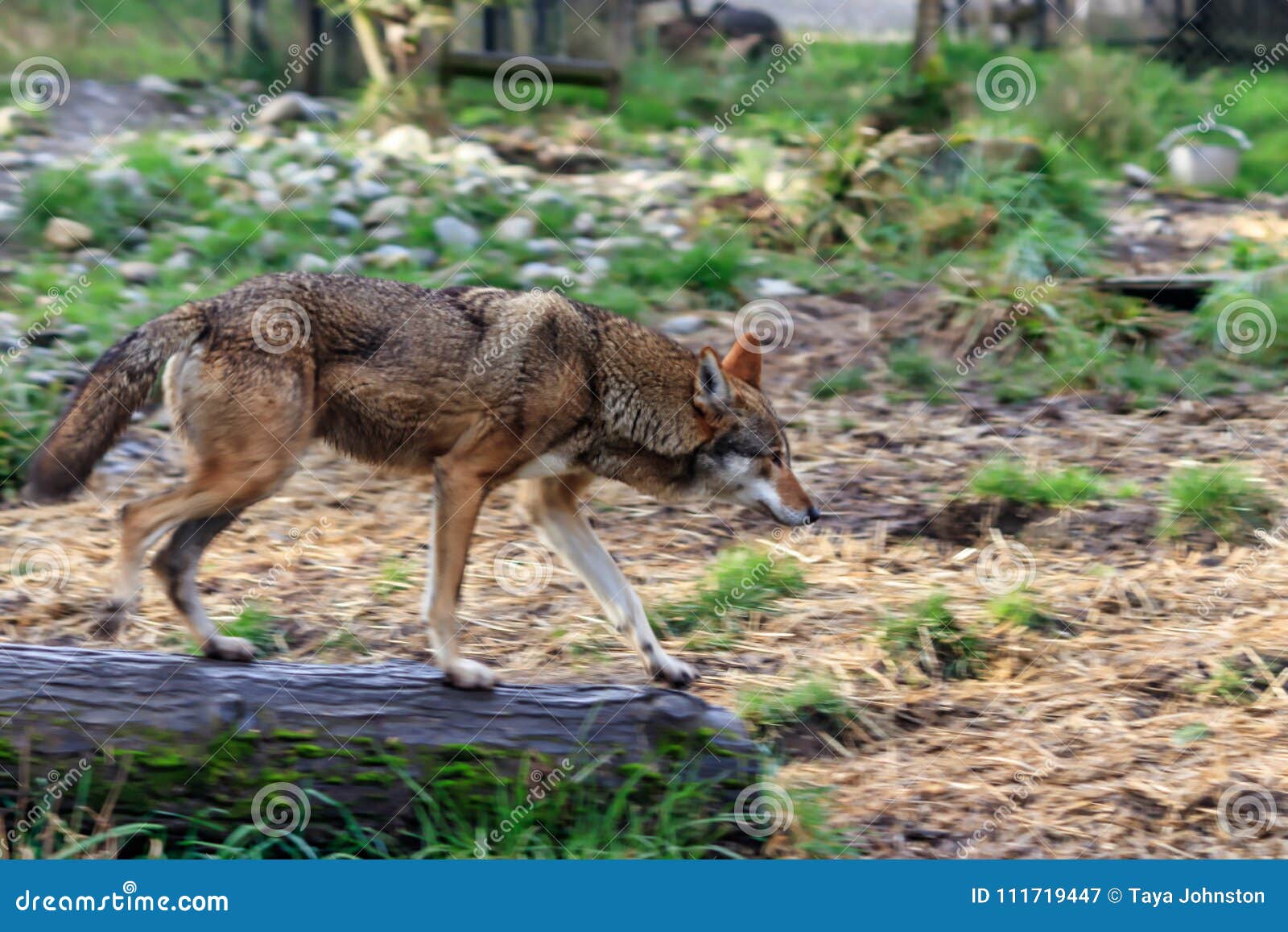 Red Wolf running in forest stock image. Image of carnivore - 111719447