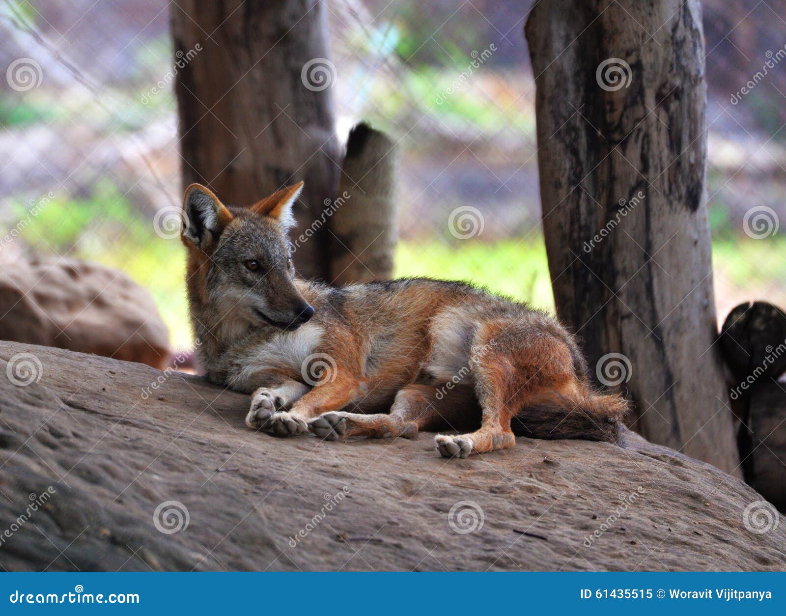 Red wolf stock image. Image of animal, wolf, endanger - 61435515