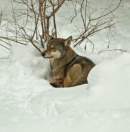 Red wolf in snow stock image. Image of wolves, relaxing - 12433493